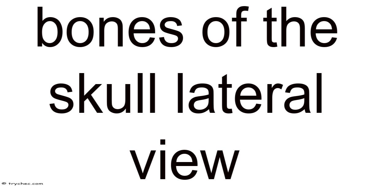 Bones Of The Skull Lateral View