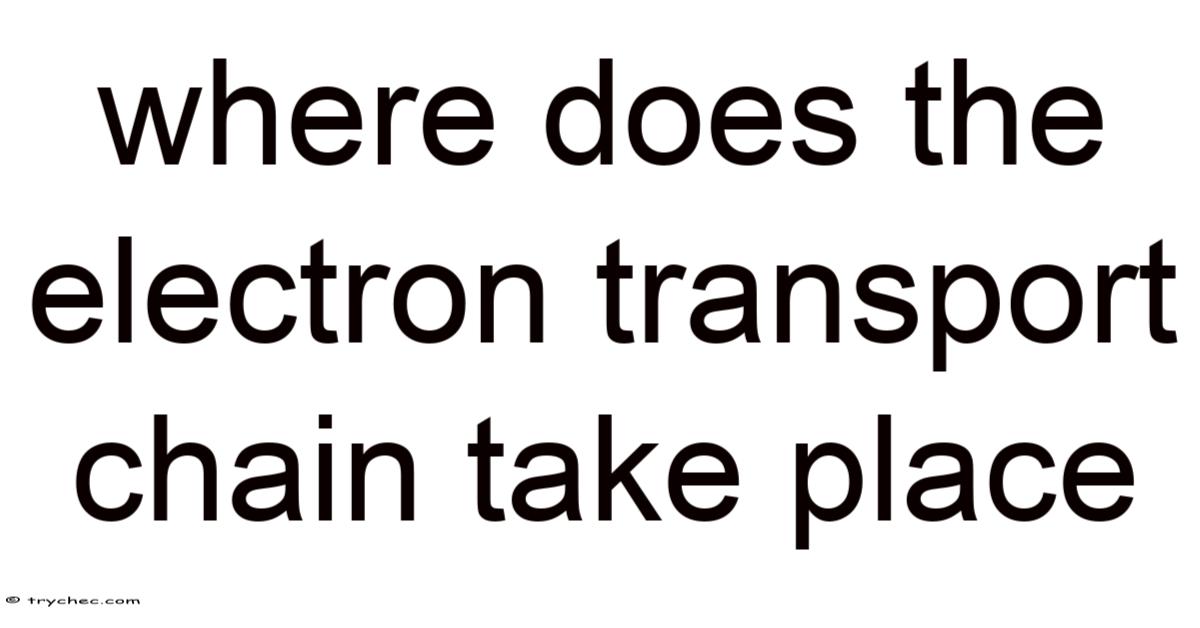 Where Does The Electron Transport Chain Take Place